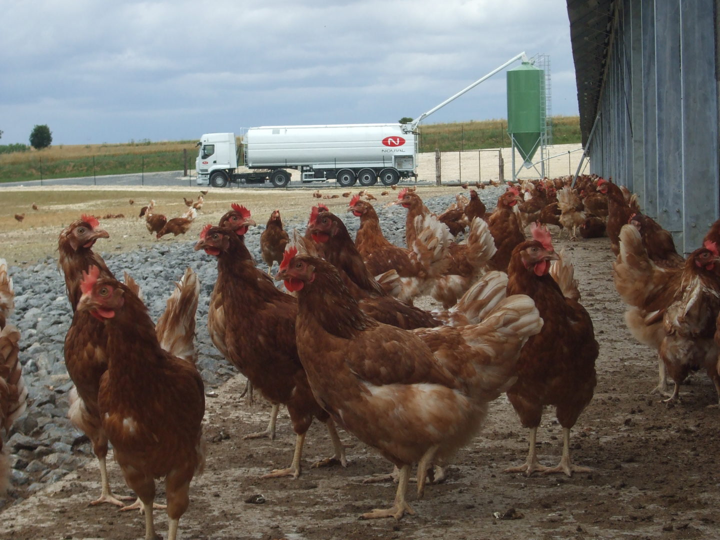 Aliments POULES PONDEUSES - Découvrez la gamme Novial