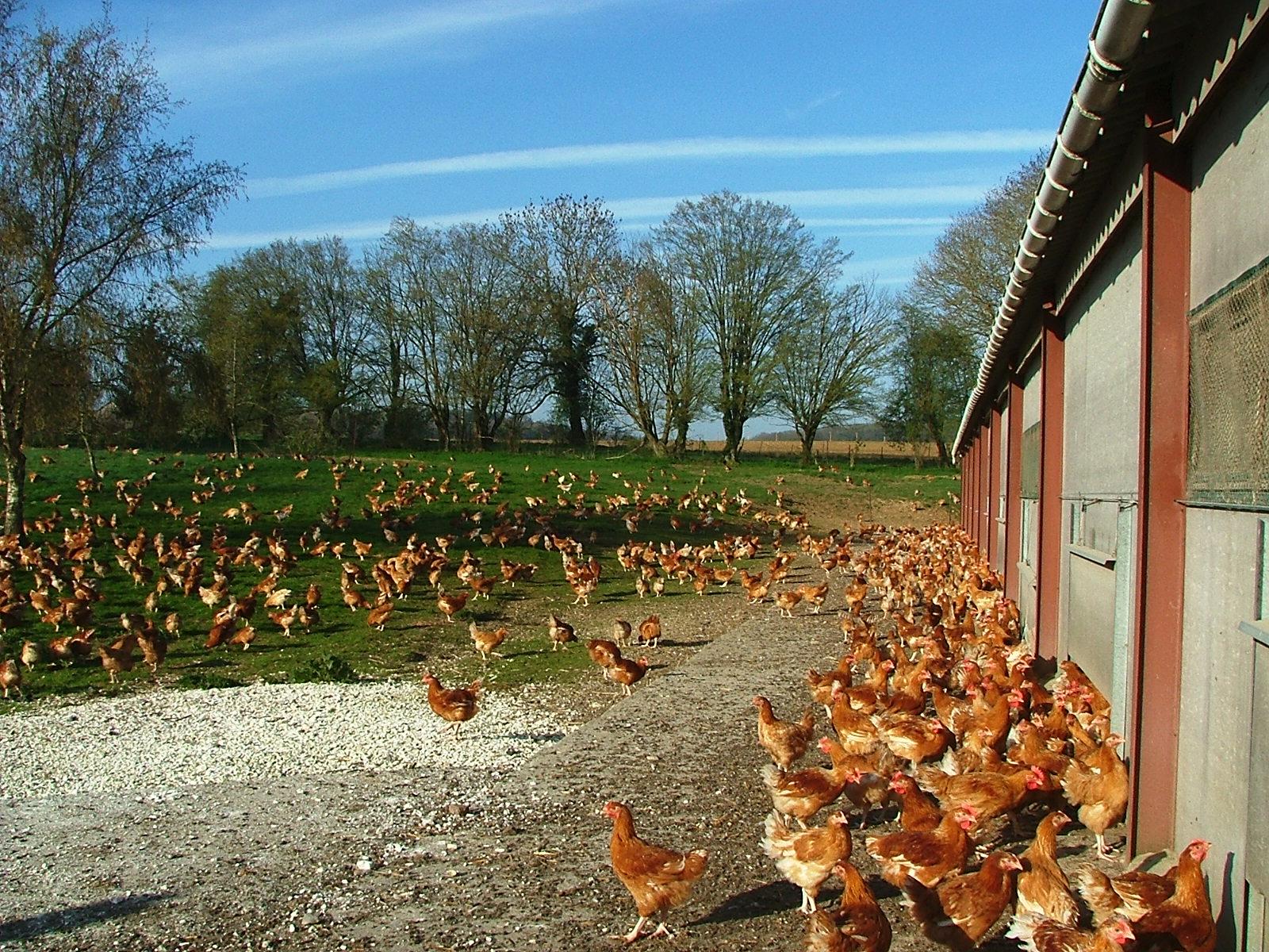 Découvrez notre gamme d'aliments pour volailles de chair - Novial