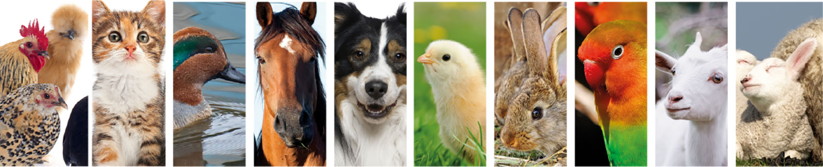 Aliments BASSE COUR - Découvrez la gamme Novial