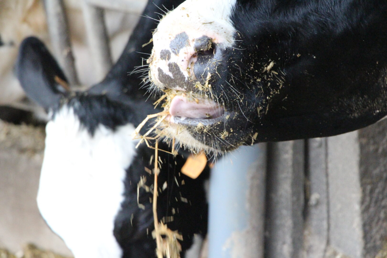 Aliments BOVINS - Découvrez la gamme Novial